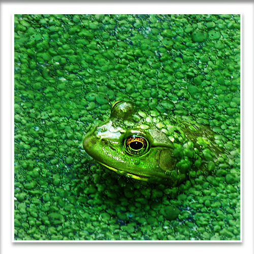 La diosa Heket y la plaga de las ranas – Buscando lo Escondido