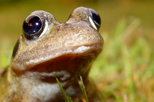 La diosa Heket y la plaga de las ranas – Buscando lo Escondido