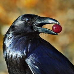 11.- «Detalles»: El Cuervo – Buscando lo Escondido